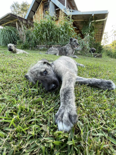 Purebred Irish Wolfhound | Dogs & Puppies | Gumtree Australia Greater ...