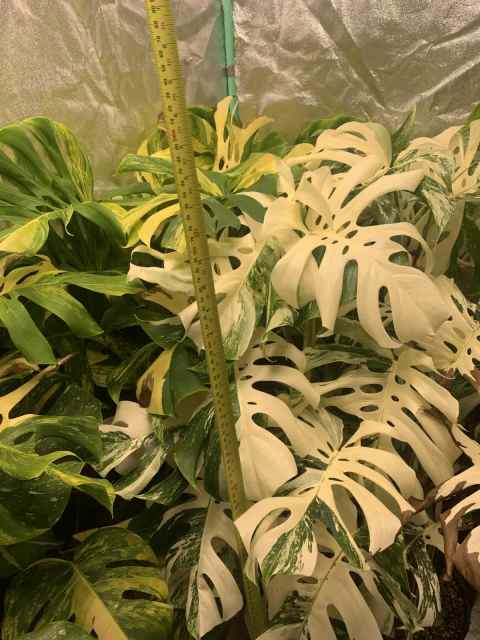 Variegated monstera aurea and borsigiana ablo - Plants in Port ...