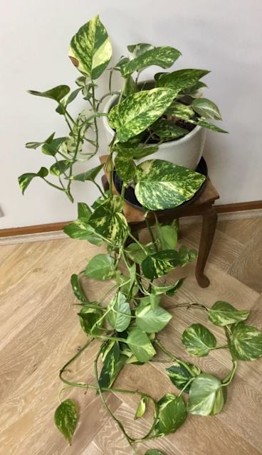Large devils ivy in ceramic pot. Indoor plant. - Plants in Pearce ACT ...