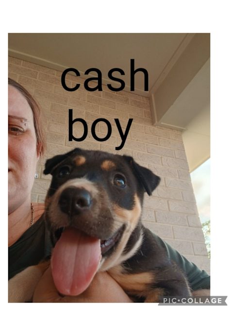 husky cross, Americans staff | Dogs & Puppies | Gumtree Australia Logan ...