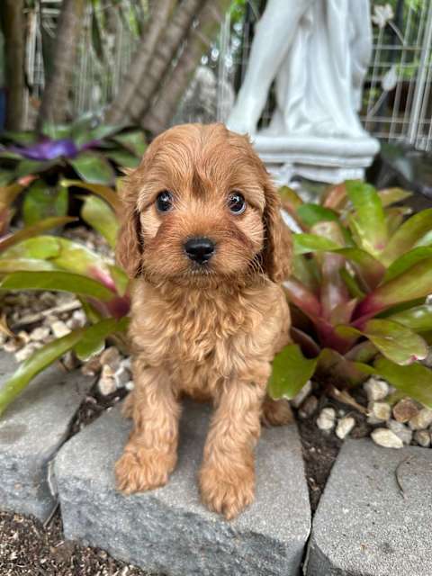 Cavoodle puppies ruby boys and girls | Dogs & Puppies | Gumtree ...