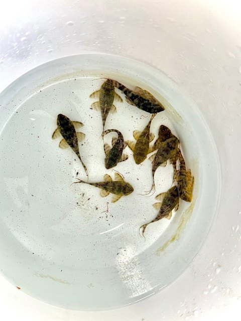 L206 ADULTS, L015 ADULTS, L397 fry 4-5cm | Fish | Gumtree Australia ...