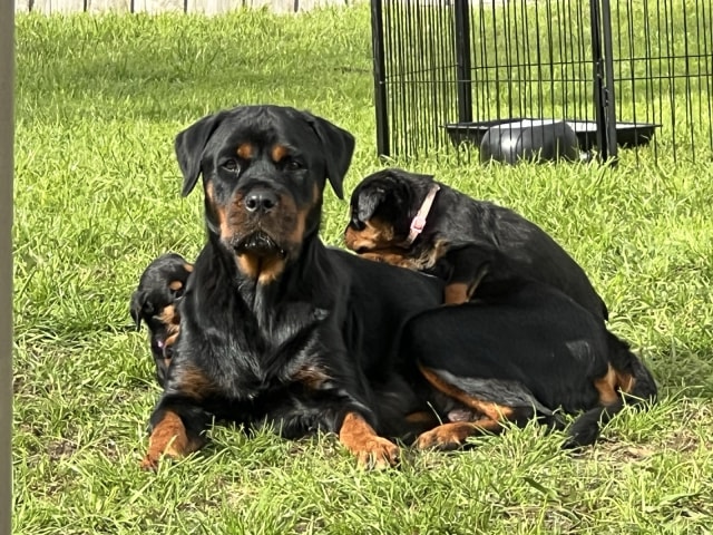 Purebred Rottweiler pups 7weeks | Dogs & Puppies | Gumtree Australia ...