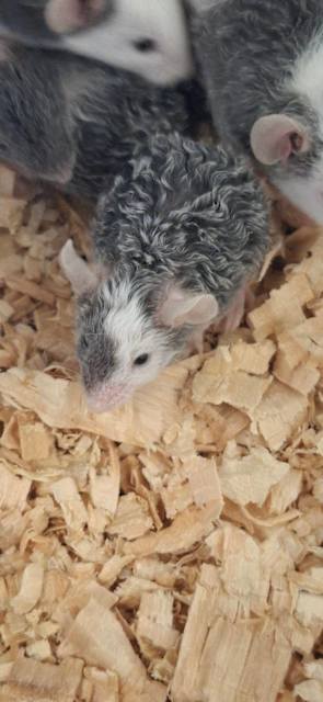Curly Haired Mice | Other Pets | Gumtree Australia Mackay City - Bakers ...