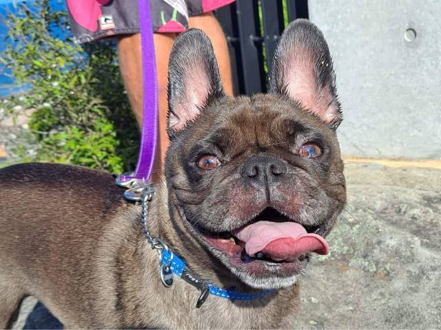 Pug x French Bulldog FRUG | Dogs & Puppies | Gumtree Australia Manly ...