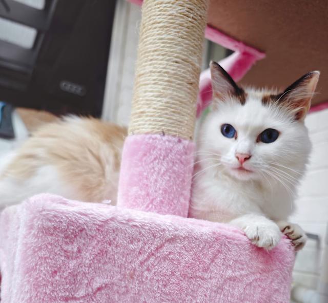 Gorgeous Purebred Rare Tortie Ragdoll female looking for new home ...