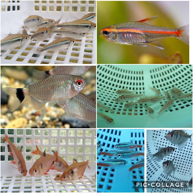 NEW FISH SPECIALS - LOTS OF TYPES - ENDS TUESDAY 6 th | Fish | Gumtree ...