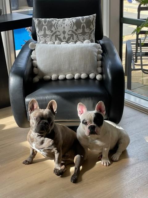 French Bulldogs | Dogs & Puppies | Gumtree Australia Wyndham Area ...