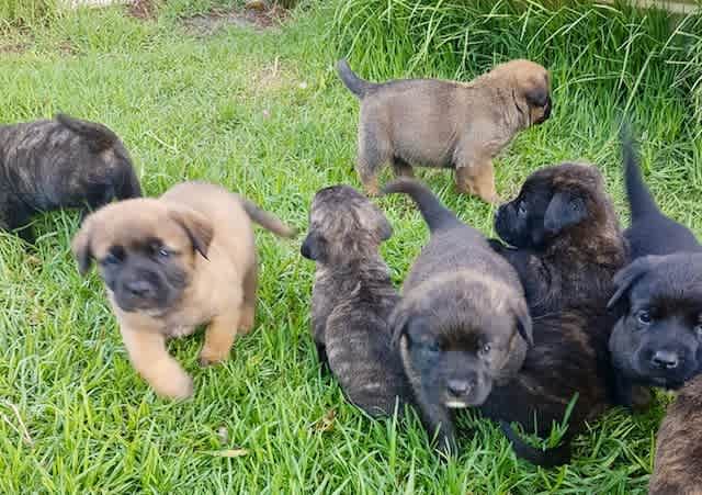 Pure Cane Corso Puppies (Italian Mastiff) | Dogs & Puppies | Gumtree ...