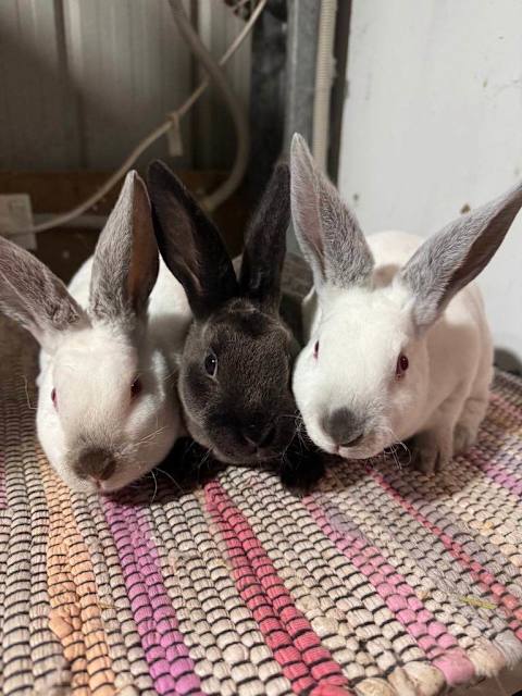 Rex babies | Rabbits | Gumtree Australia Dubbo Area - Dubbo | 1335988349