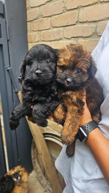 Pomapoo Puppies (Pomeranian x Toy Poodle) ONLY ONE LEFT! | Dogs ...