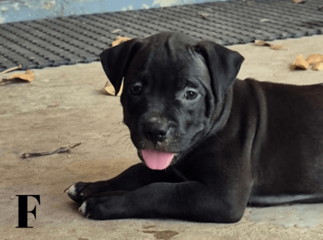 Mastiff x Bulldog. 5F 1M | Dogs & Puppies | Gumtree Australia Cairns ...