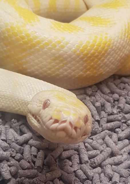 Albino Male Darwin Python | Reptiles & Amphibians | Gumtree Australia ...
