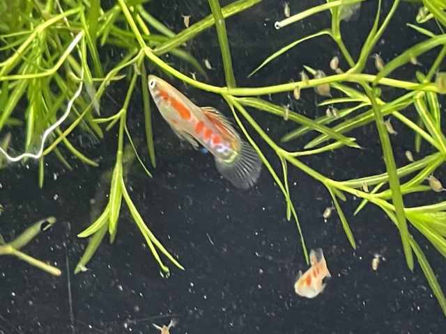 Ginga Rubra Dwarf Guppies | Fish | Gumtree Australia Caloundra Area ...