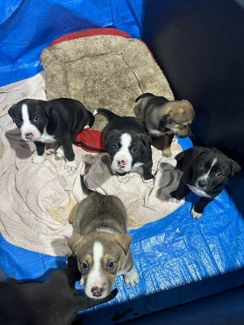border collie x American staffy mastiff | Dogs & Puppies | Gumtree ...