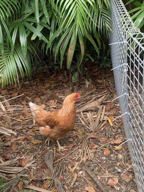 Young chook for sale .. laying | Livestock | Gumtree Australia Cairns ...