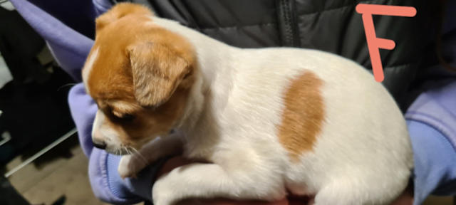 Cav-a-Jack Puppies | Dogs & Puppies | Gumtree Australia Northern Grampians - St Arnaud East ...