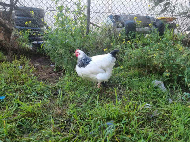 Heritage breed chooks/chickens/pullets | Livestock | Gumtree Australia ...