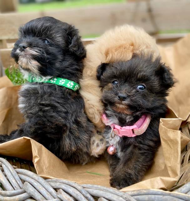 Pompoo (Pomeranian x Toy Poodle) Puppies - DNA Clear, Purebred Parents ...