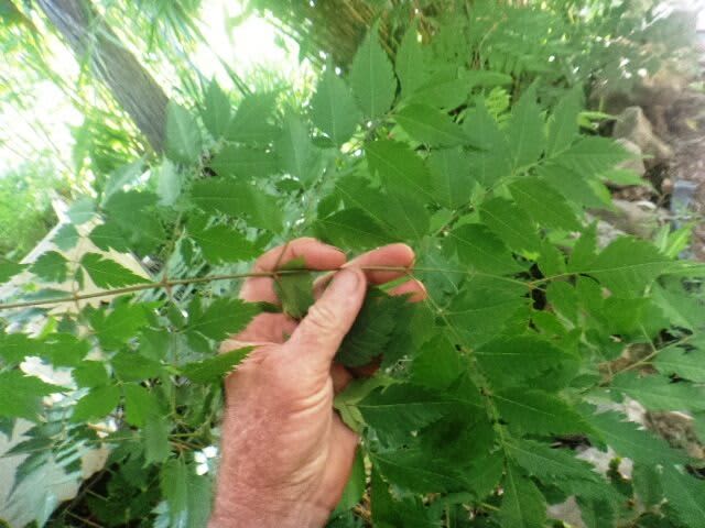 NEEM TREES 4 SALE.in GROW BAGS [Out of stock.Only have bigger ones ...