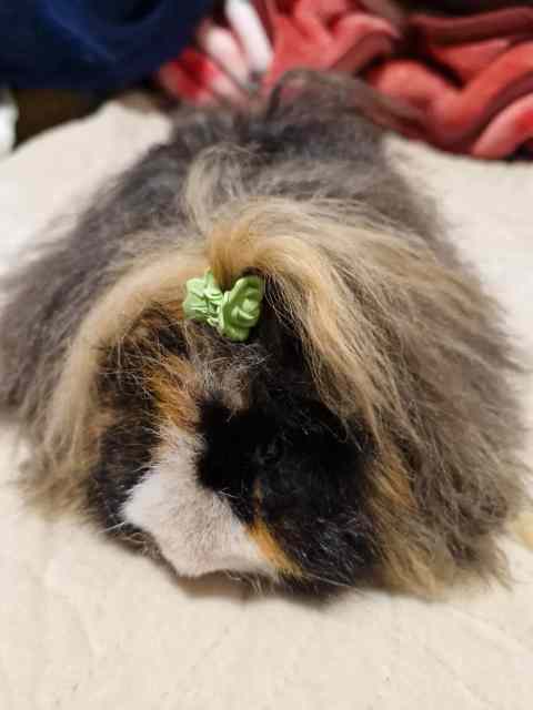 Alpaca Guinea pigs | Other Pets | Gumtree Australia Brisbane South West ...