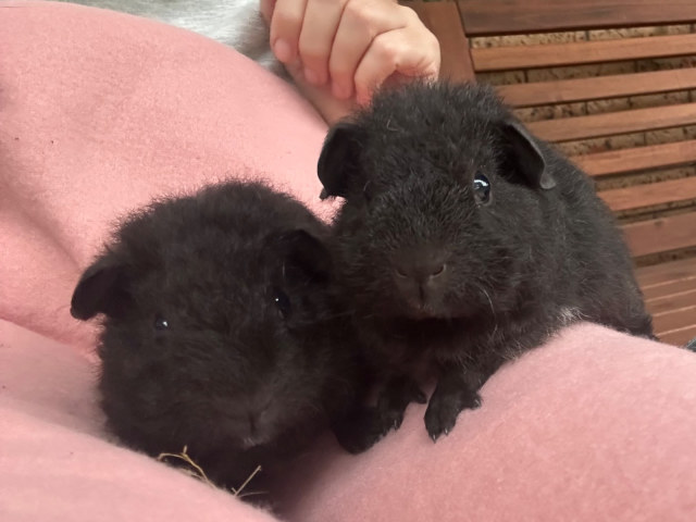 Beautiful Dalmatian Rex Guinea Pigs For Sale | Other Pets | Gumtree ...