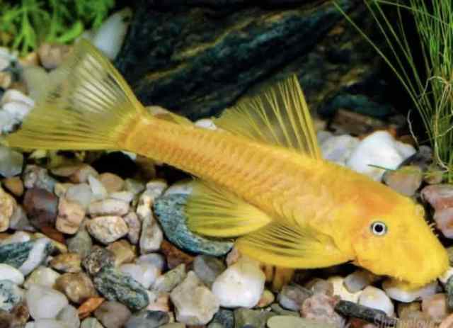 L144, blue cherry shrimp and more. | Fish | Gumtree Australia Redcliffe ...