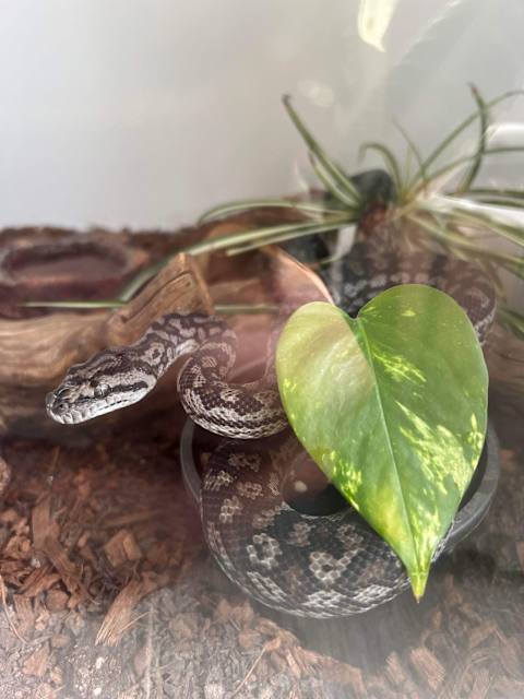 Murray Darling Carpet Python | Reptiles & Amphibians | Gumtree ...