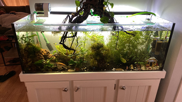 4 ft fish tank, aquarium | Fish | Gumtree Australia Hume Area - Sunbury ...