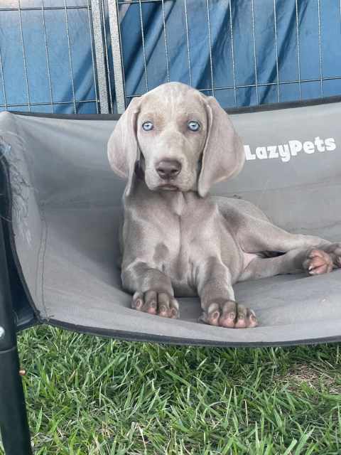 Purebred Weimaraner Puppies | Dogs & Puppies | Gumtree Australia Mackay ...