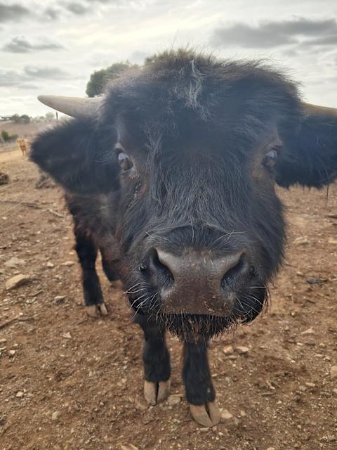 Highland cattle (highland calf, highland cow, highland bull ...