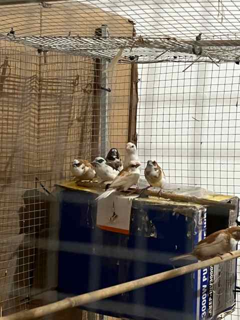 Society Finches Urgent sell | Birds | Gumtree Australia Melton Area ...