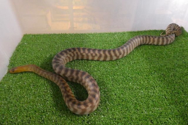 WOMA PYTHON | Reptiles & Amphibians | Gumtree Australia Playford Area ...