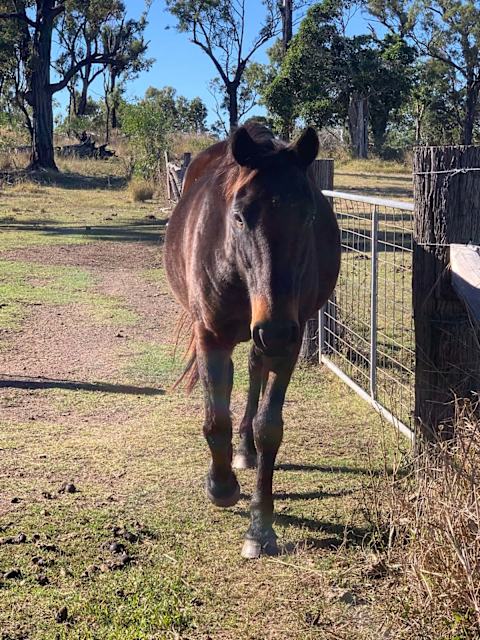 Agistment needed urgently for sanctuary animals | Livestock | Gumtree ...