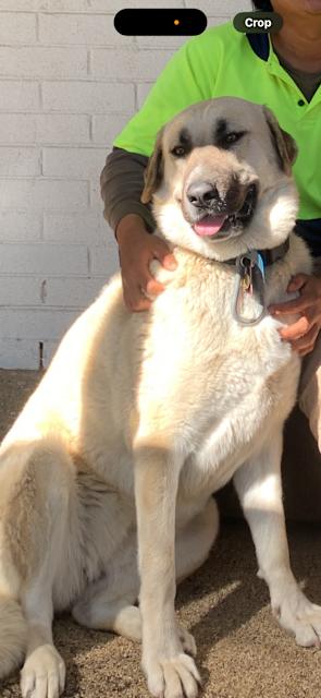 Kangals dog female | Dogs & Puppies | Gumtree Australia Hume Area ...