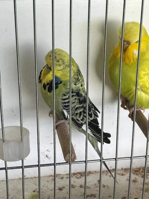Show Budgies For Sale and a pair of parrotlets | Birds | Gumtree ...