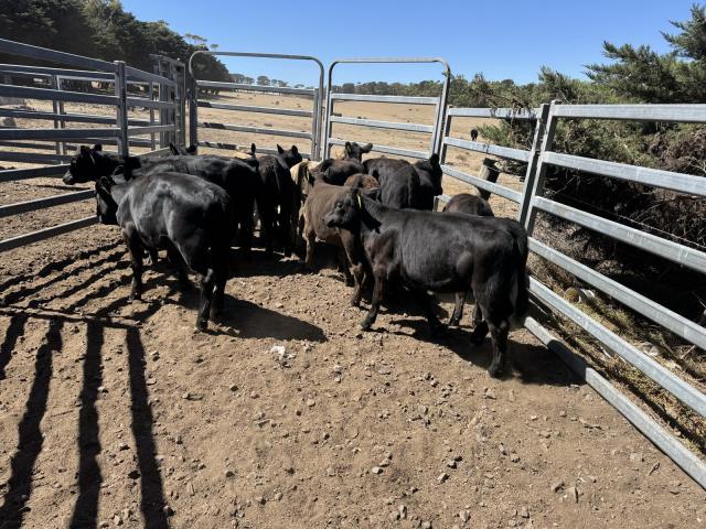 Stud bred Angus Steers and some heifers selling Cheap!! | Livestock ...