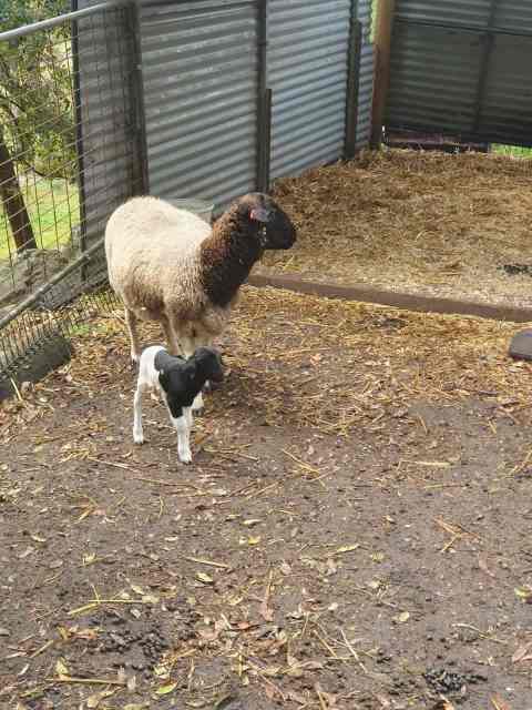 Hobby Farm sheep Damara cross dorper , full shedding low maintenance ...