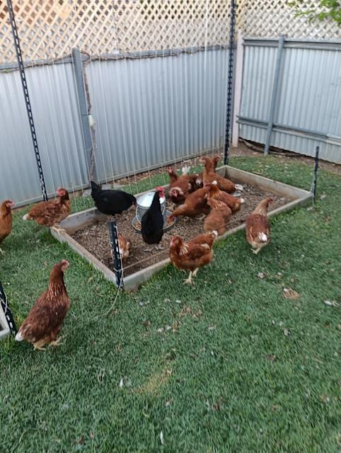 wide range of chicken for sale from day old chicks to point of lay chi ...
