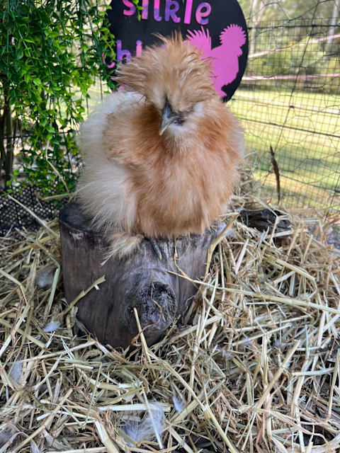 Silkie girls | Livestock | Gumtree Australia Logan Area - South Maclean ...
