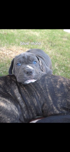 bandog x mastiff puppies | Dogs & Puppies | Gumtree Australia Gold ...