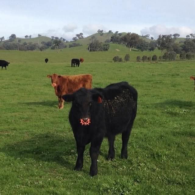 Cattle weaning rings | Livestock | Gumtree Australia Mansfield Area ...