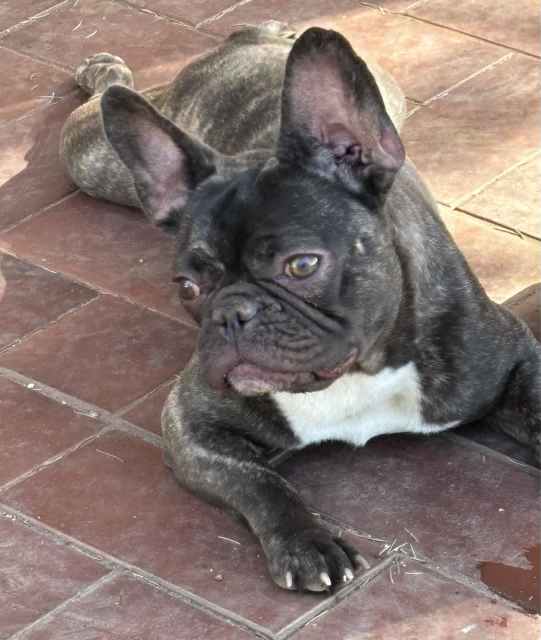 MALE FRENCH BULLDOG - FRENCHIE | Dogs & Puppies | Gumtree Australia ...
