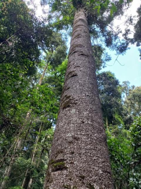 BUNYA NUT PINE TREES FOR SALE HERE QLD IN GROWBAGS - Plants in ...