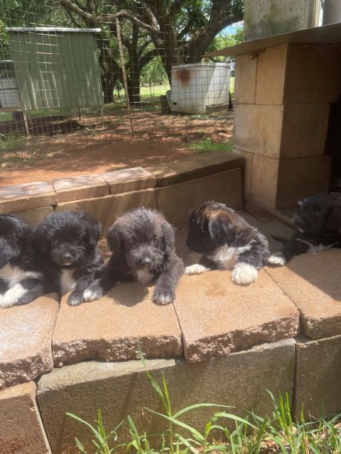 Jackapoo puppies (Jack Russell X Toy Poodle) | Dogs & Puppies | Gumtree ...
