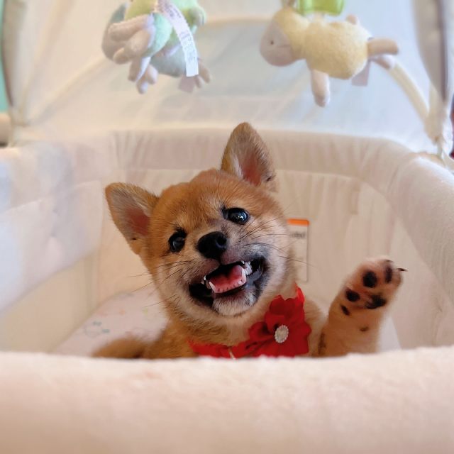 ANKC registered Shiba Inu puppies purebred shiba pups | Dogs & Puppies ...