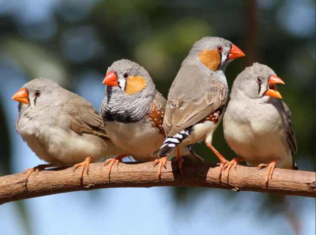 Finches and Parrots For Sale | Birds | Gumtree Australia Swan Area ...