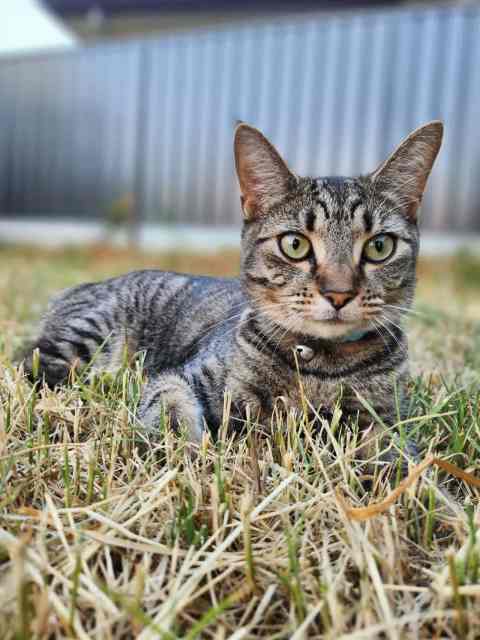 Gorgeous Kitty looking for a new Home | Cats & Kittens | Gumtree ...