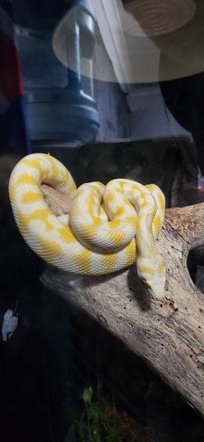 Albino Darwin Python (female) | Reptiles & Amphibians | Gumtree ...