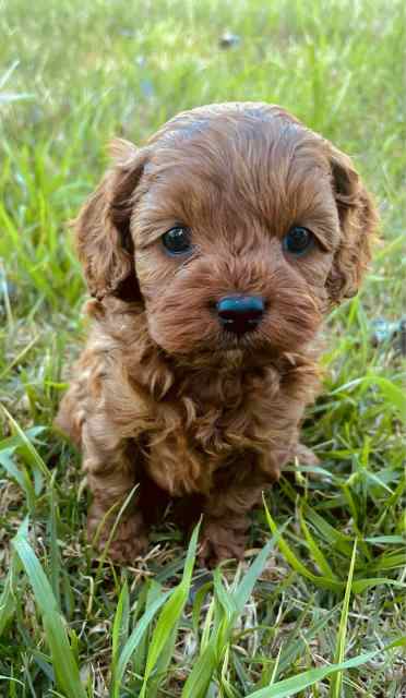 Exceptional Ruby Red F1b Female Toy Cavoodle | Dogs & Puppies | Gumtree ...
